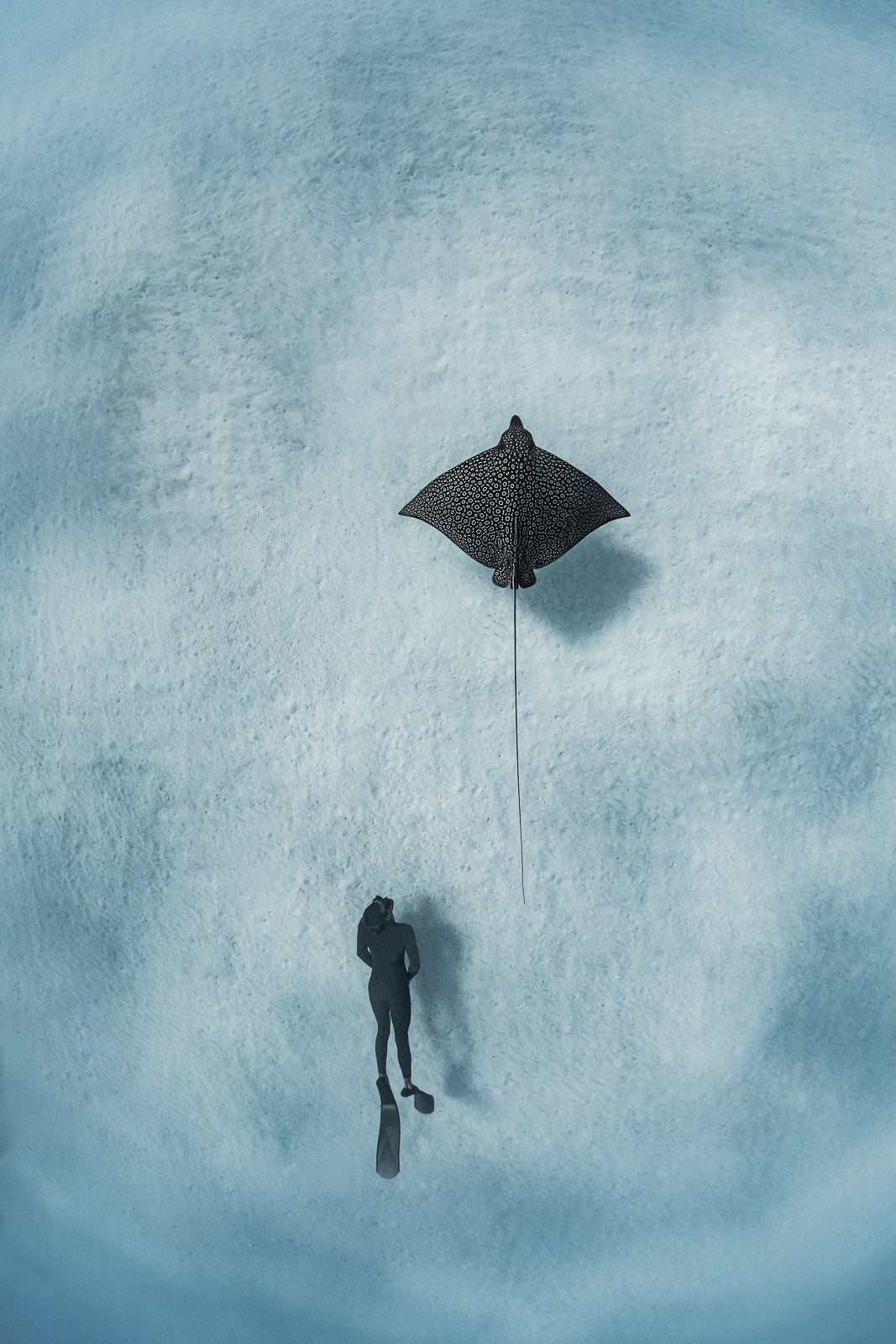 Freediving | Fine Art Underwater Photography by André Musgrove | André ...