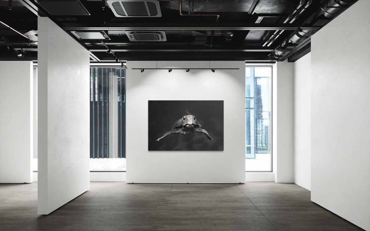 Mr. Turtle | Fine Art Underwater Photography | André Musgrove Photography