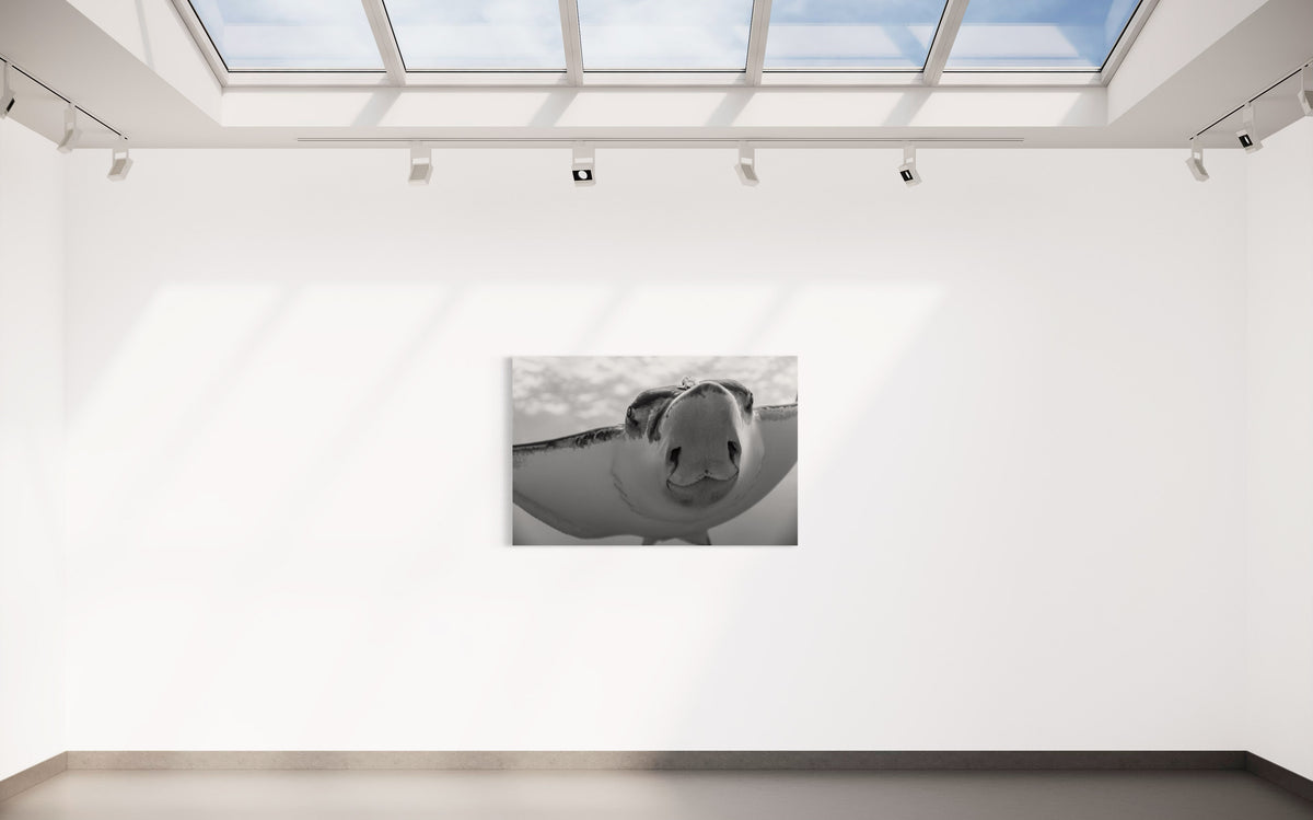 Nosy | Fine Art Underwater Photography | André Musgrove Underwater ...